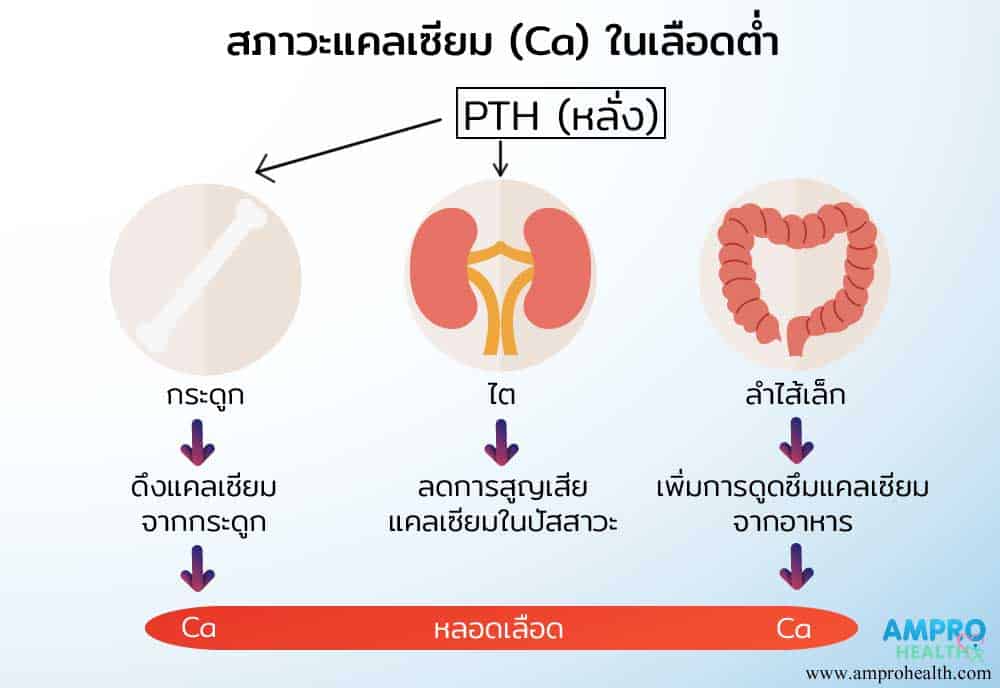 Urine Calcium คืออะไร? ความสำคัญและความเสี่ยงต่อภาวะไต - AM Pro Health