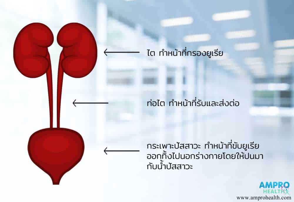 Blood Urea Nitrogen (BUN) และ Urine Urea N: บอกอะไรเกี่ยวกับไตของคุณ ...