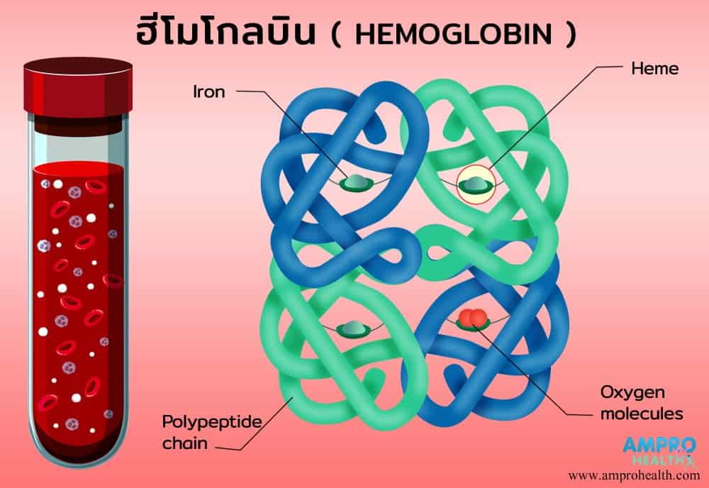 ฮีโมโกลบินคืออะไร - AM Pro Health