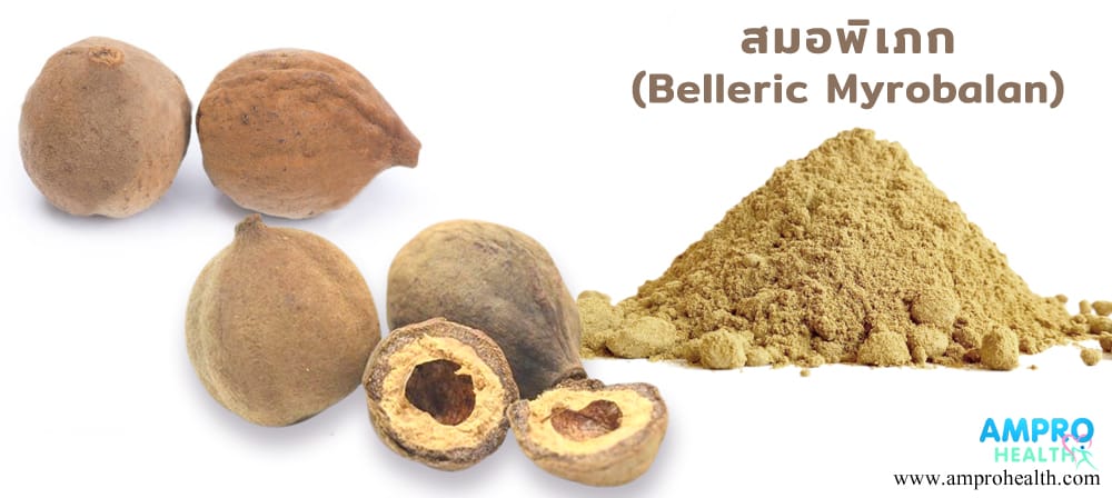 สมอพิเภก ( Belleric Myrobalan ) - AM Pro Health