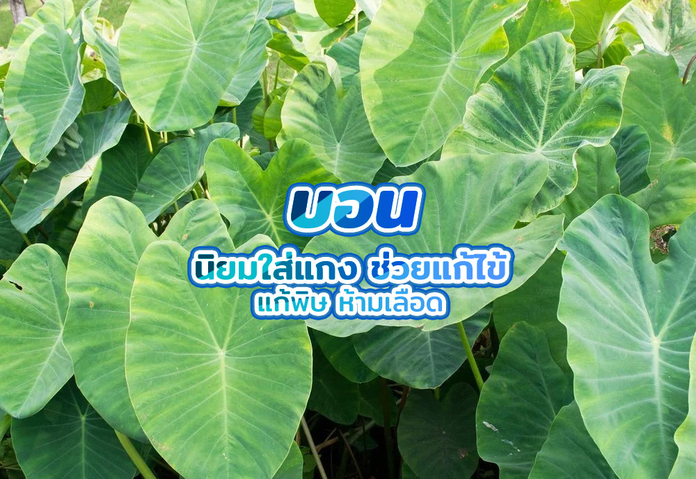 บอน นิยมใส่แกง ช่วยแก้ไข้ แก้พิษ ห้ามเลือด