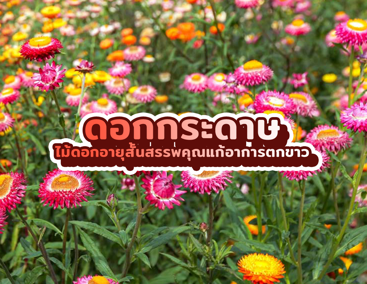 ดอกกระดาษ ไม้ดอกอายุสั้นสรรพคุณแก้อาการตกขาว