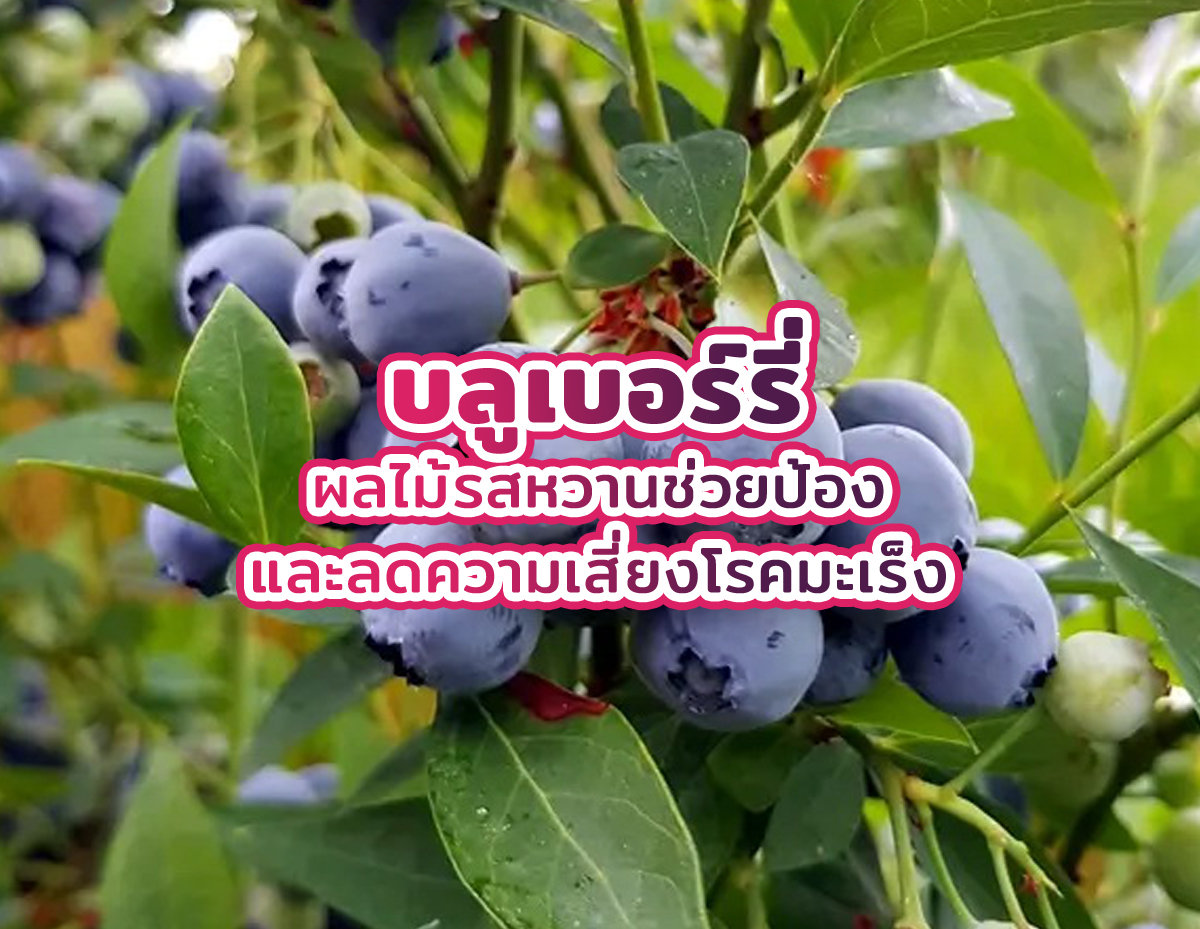 บลูเบอร์รี่ ผลไม้รสหวานช่วยป้องและลดความเสี่ยงโรคมะเร็ง