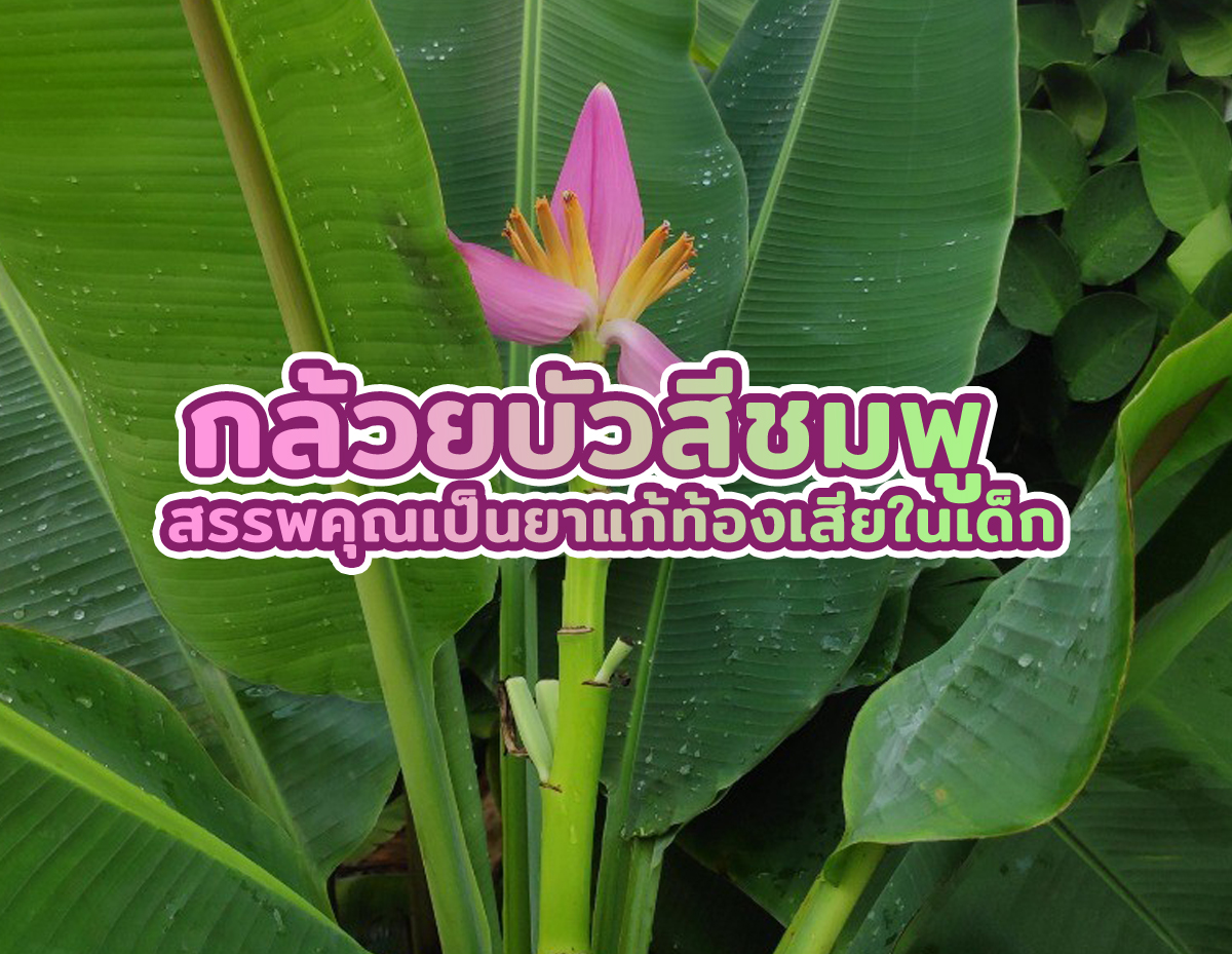 กล้วยบัวสีชมพู สรรพคุณเป็นยาแก้ท้องเสียในเด็ก