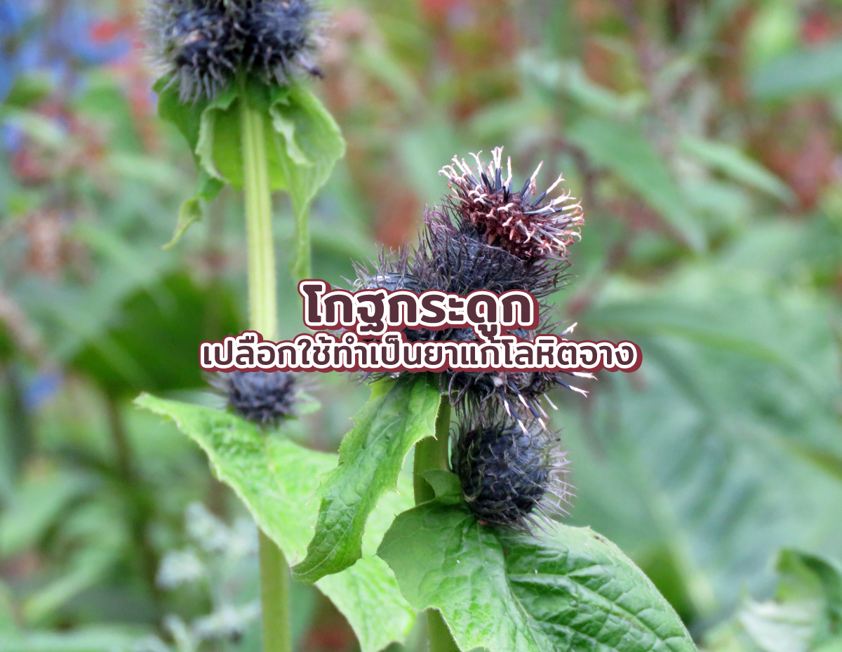 โกฐกระดูก เปลือกใช้ทำเป็นยาแก้โลหิตจาง