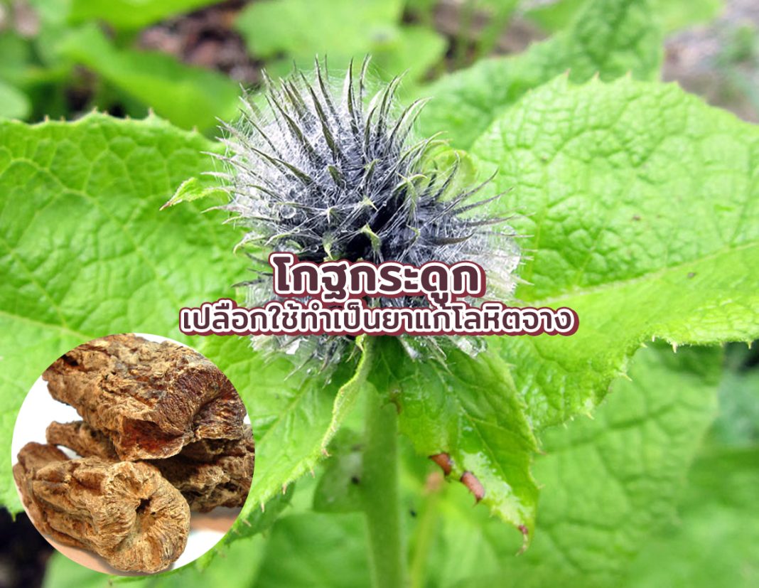 โกฐกระดูก เปลือกใช้ทำเป็นยาแก้โลหิตจาง