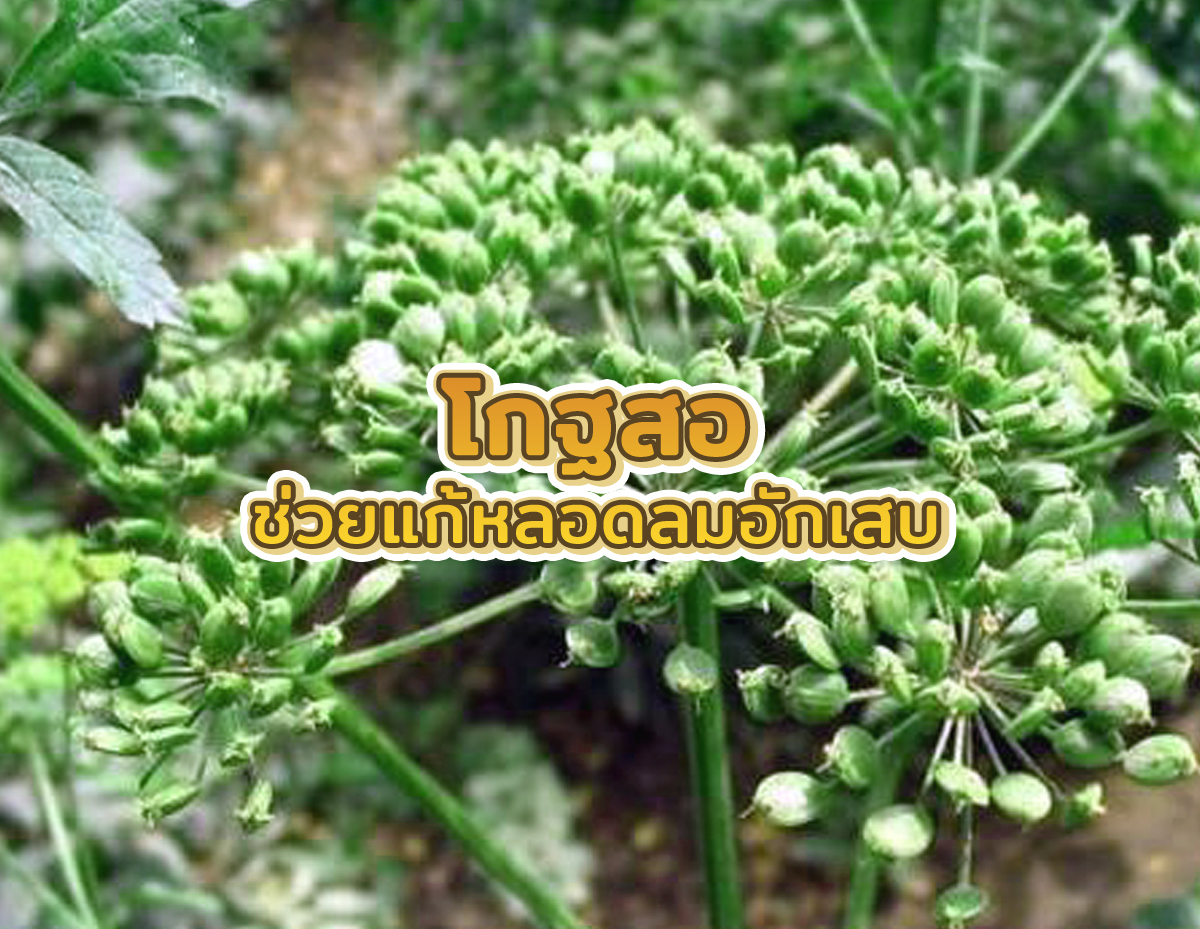 โกฐสอ ช่วยแก้หลอดลมอักเสบ