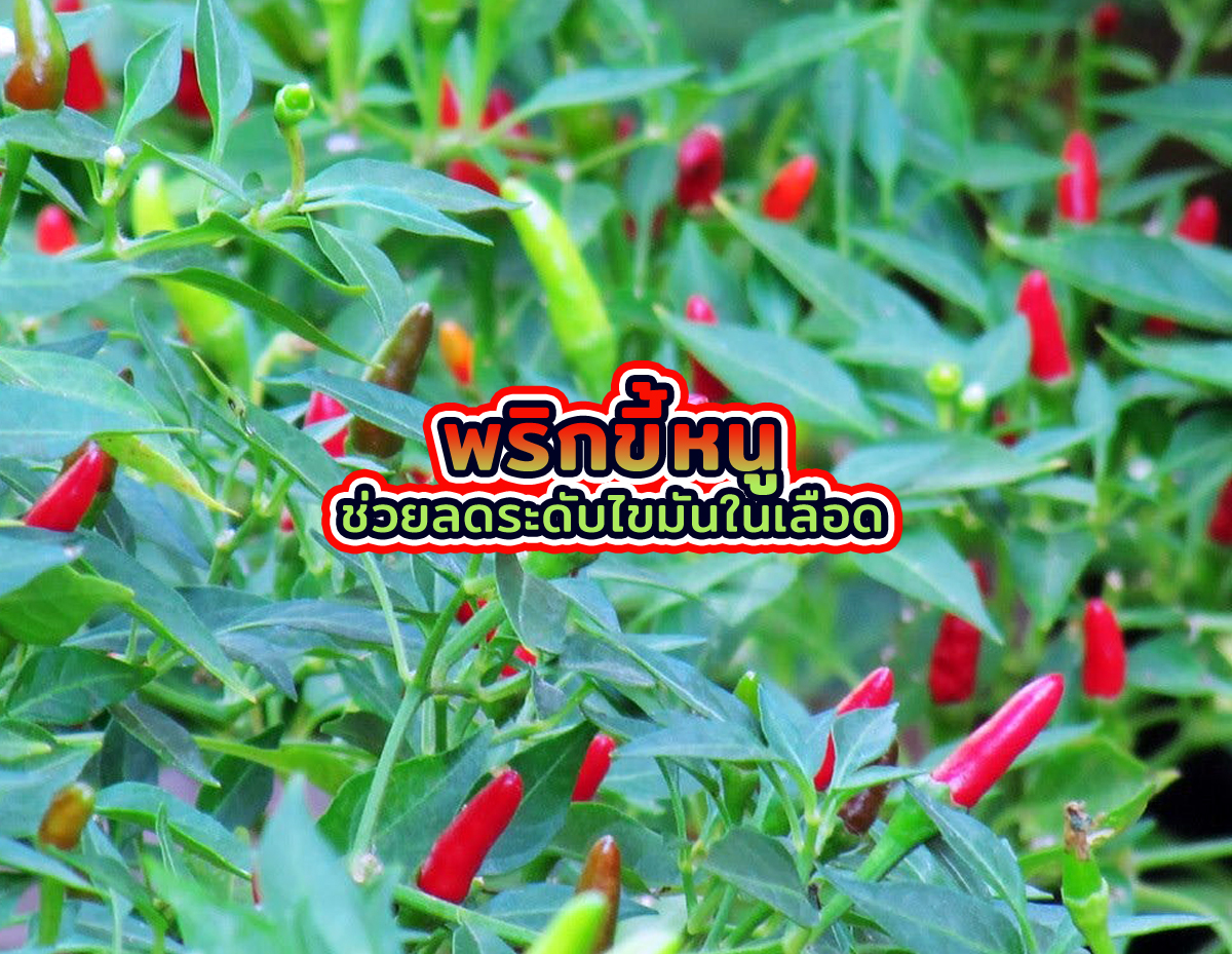 พริกขี้หนู ช่วยลดระดับไขมันในเลือด